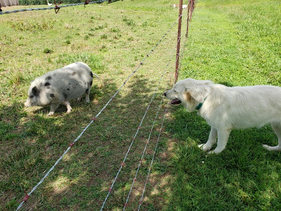 Chicken Guard Dog: Great Pyrenees - Backyard Poultry